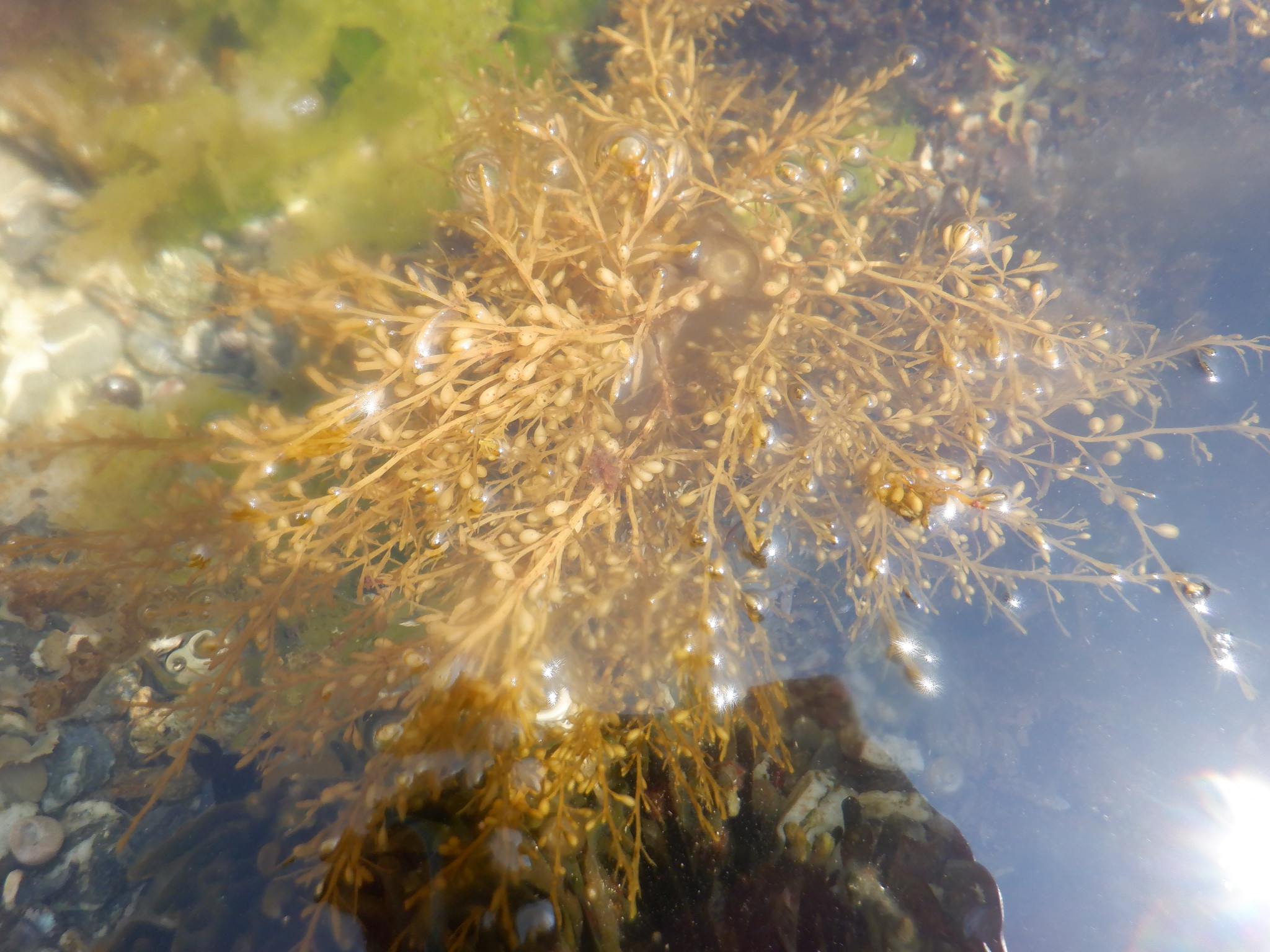 A Closer Look At The UK Invasive Non-native Species - Wireweed - The Rock Pool Project